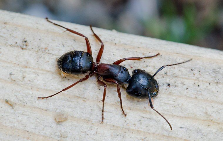 Chicago Summers and Ants: Keeping Your Home Pest-Free During the City's ...