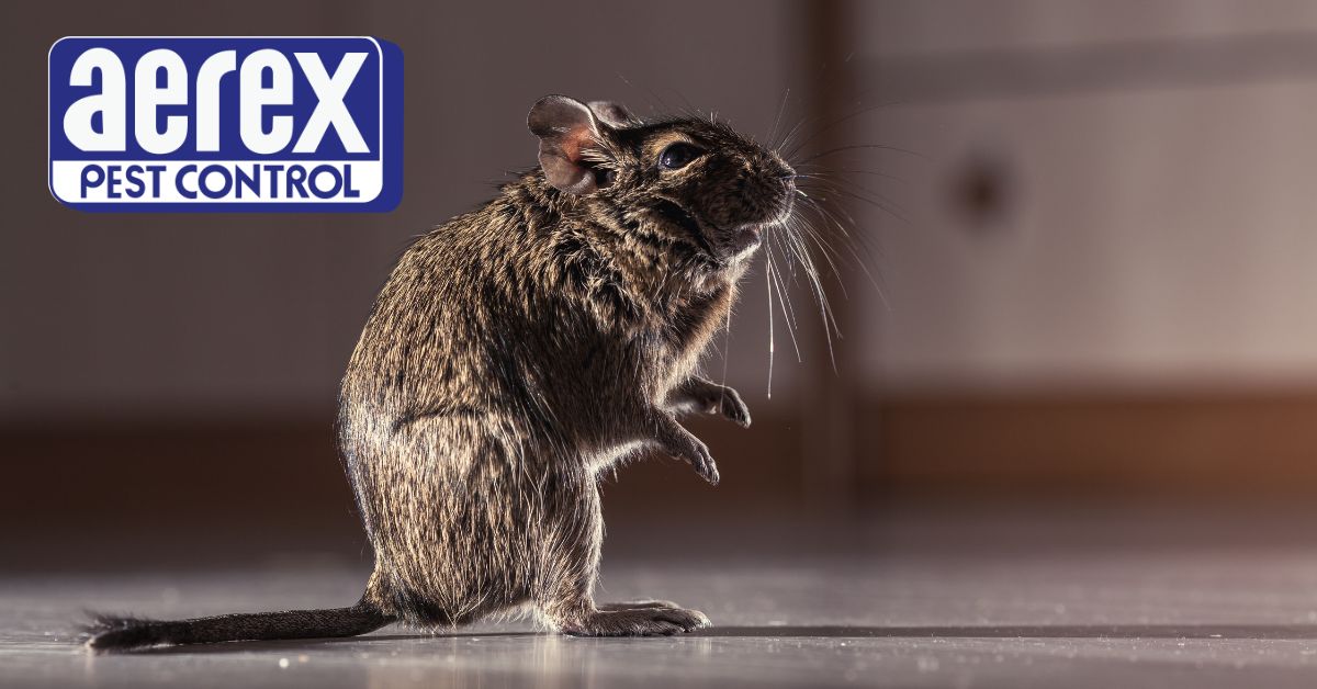 Why You Are More Likely to See Rodents Inside During the Winter