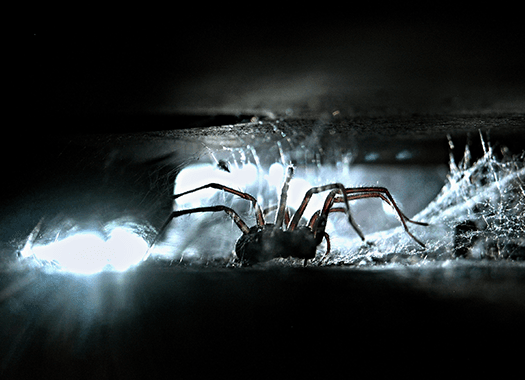From Webs to Woes: Managing Spider Infestations in Chicago Businesses ...