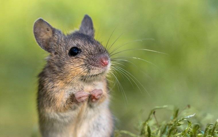 What Is The Best Way To Keep Mice Out Of Your Chicago Home?
