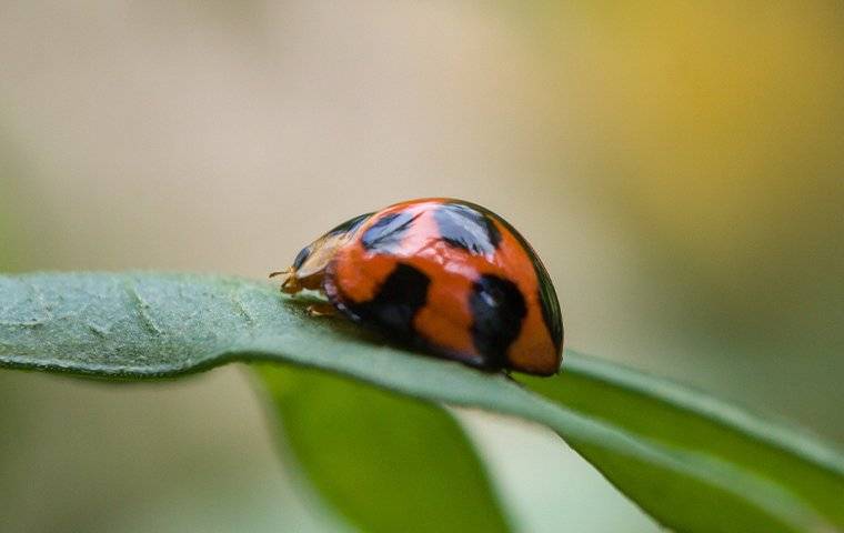 Answering Questions About The Ladybugs In Chicago
