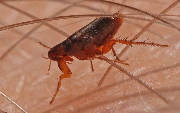 Winning The Battle Against Fleas: Effective Control Strategies For ...