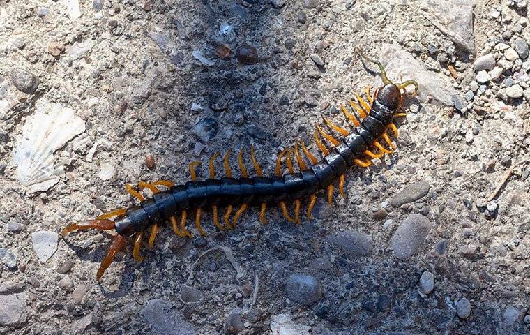 Blog - Help! I Am Struggling With Centipedes In Chicago