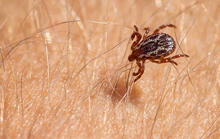 The Best Way To Get Rid Of Ticks On Your Chicago Property