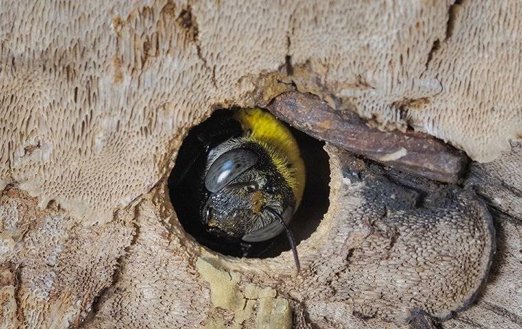 Blog - What To Do About Carpenter Bees On Your Chicago Property