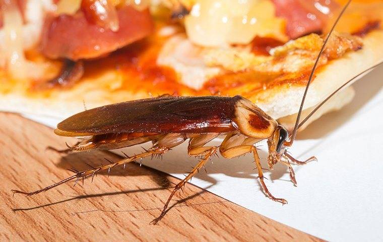 Blog - Chicago’s Pesky Cockroaches: How To Keep Them Out Of Your Home