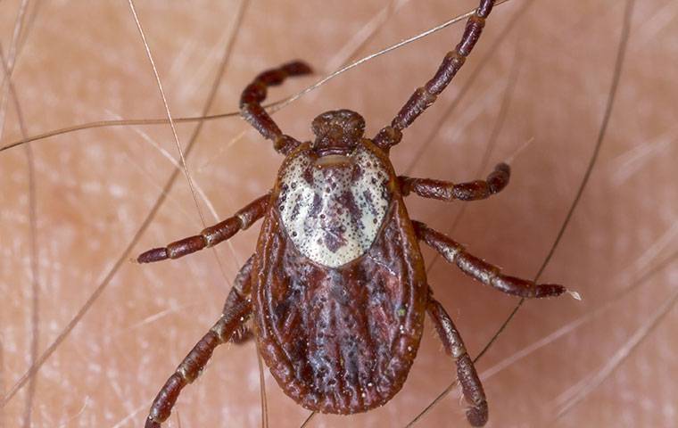 Blog - How To Keep Ticks Away From Your Chicago, IL Property