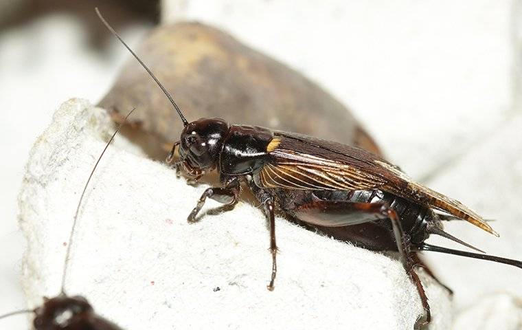 Pest Spotlight: Cricket Infestations In Chicago