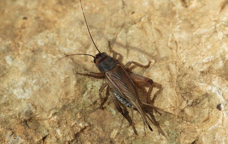 Cricket Invasion Solutions: How To Safeguard Your Chicago Home