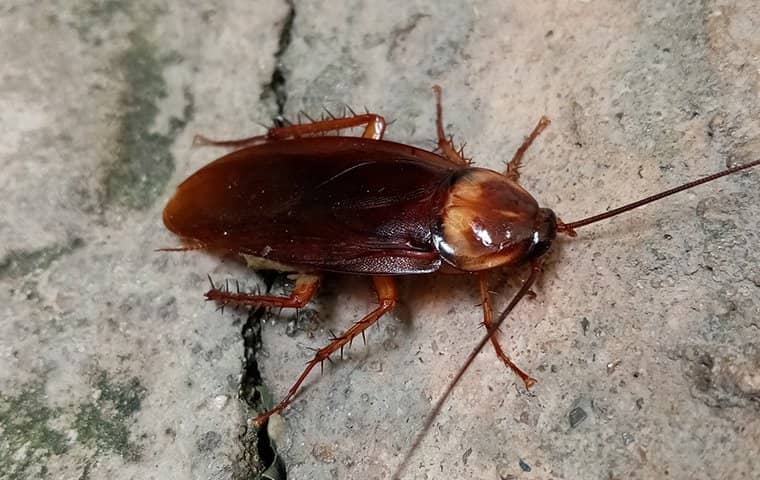 How To Get Rid Of Cockroaches: A Comprehensive Guide For Chicago Homeowners